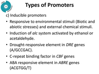 An introduction to promoter prediction and analysis | PPTX