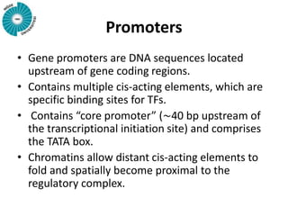 An introduction to promoter prediction and analysis | PPTX