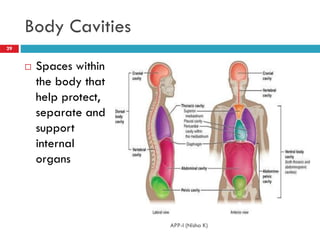 An introduction to the human body and organisation | PDF