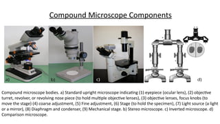 An Introduction to the Light Microscope, Light.pptx