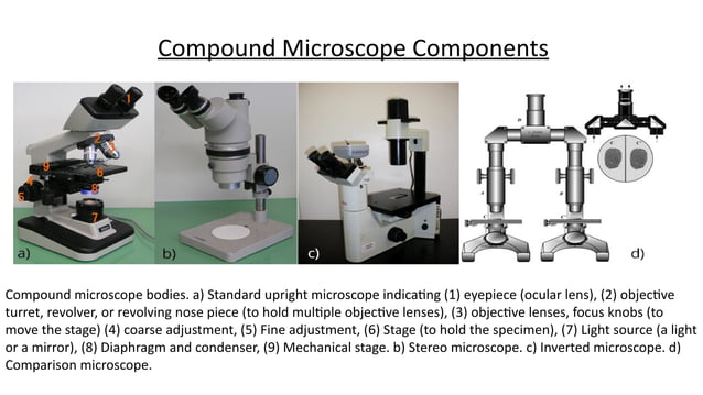An Introduction to the Light Microscope, Light.pptx