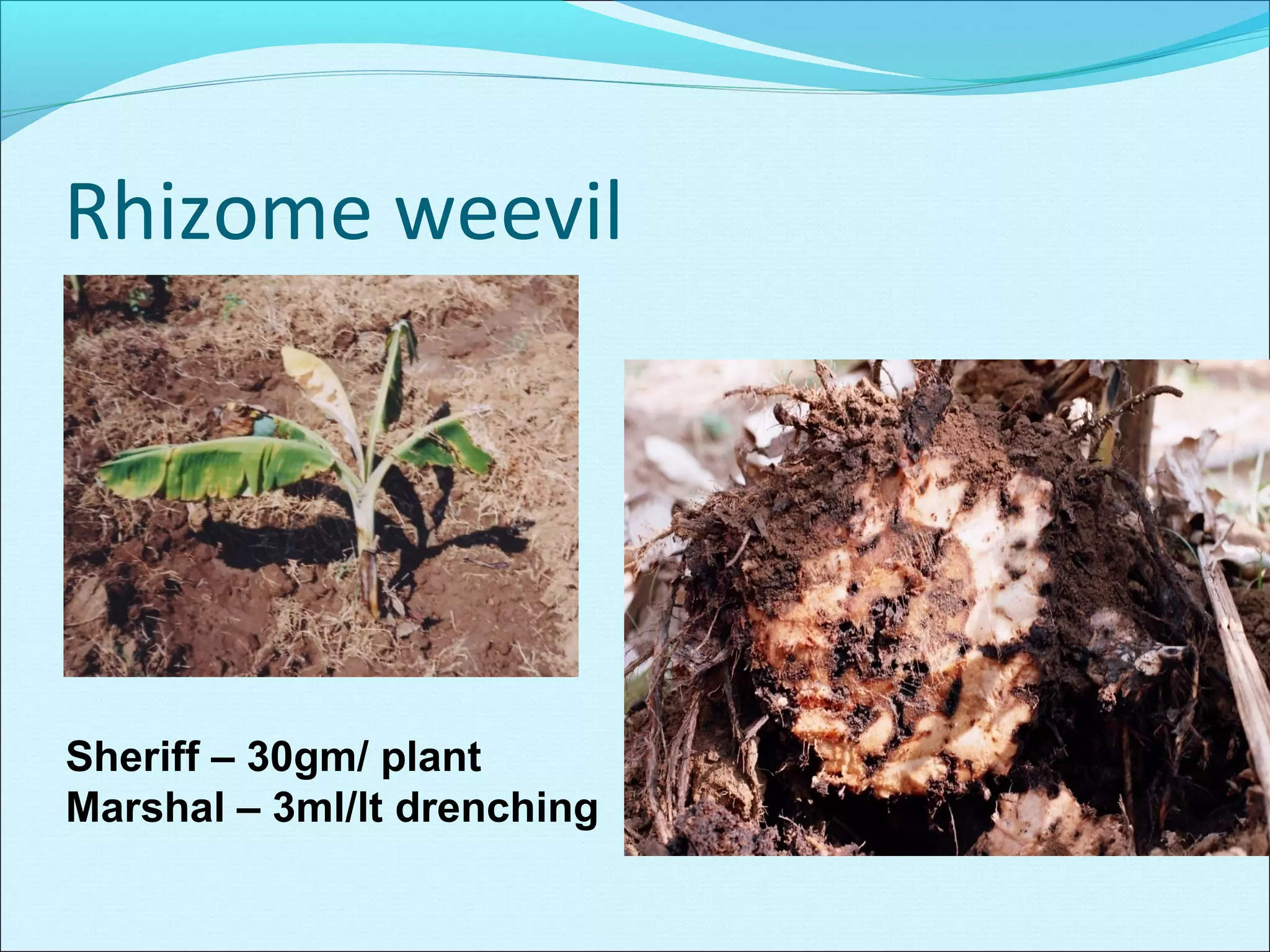 An introduction to the new generation pesticides 25 10-2013. new | PPT