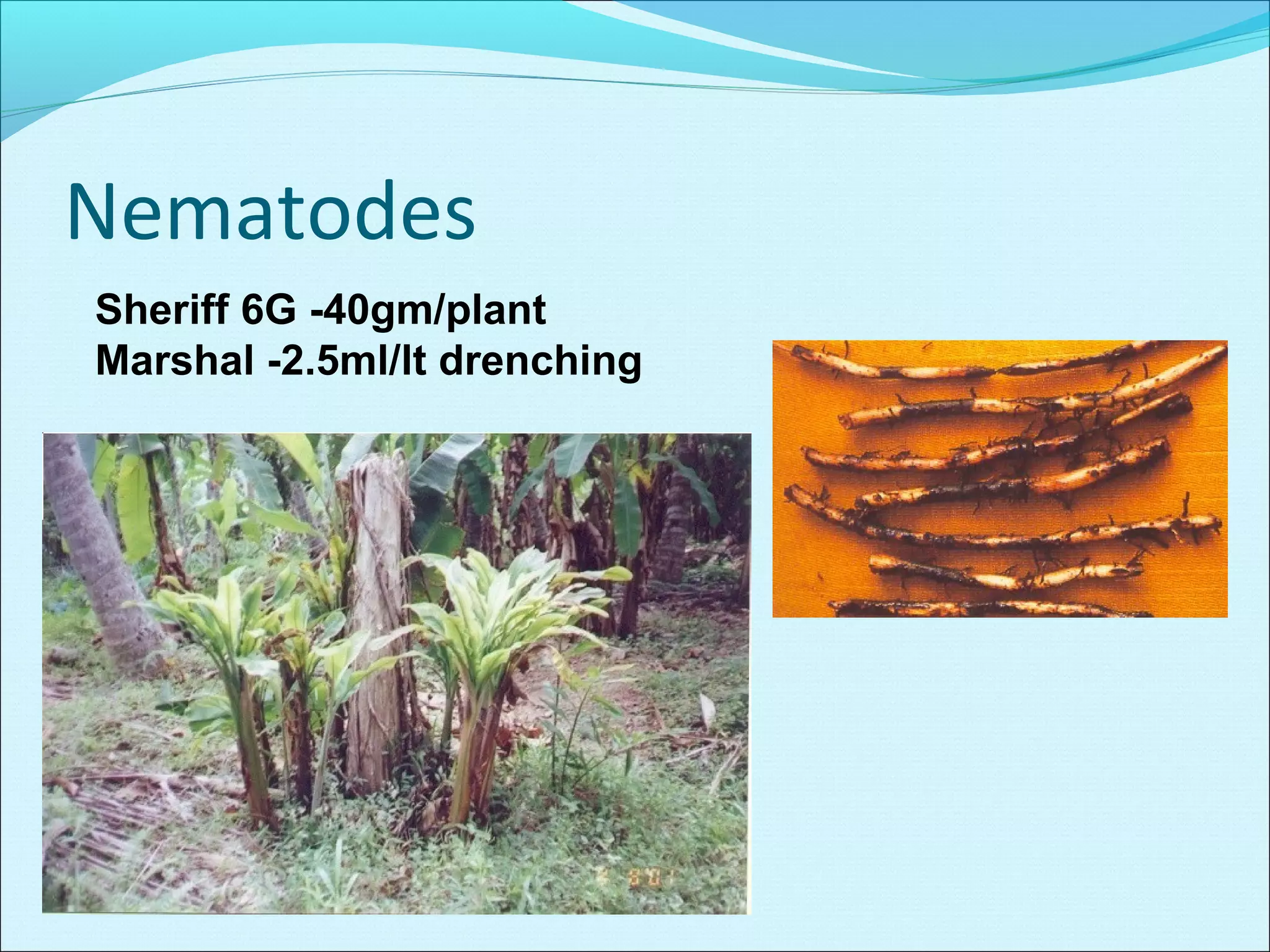 An introduction to the new generation pesticides 25 10-2013. new | PPT