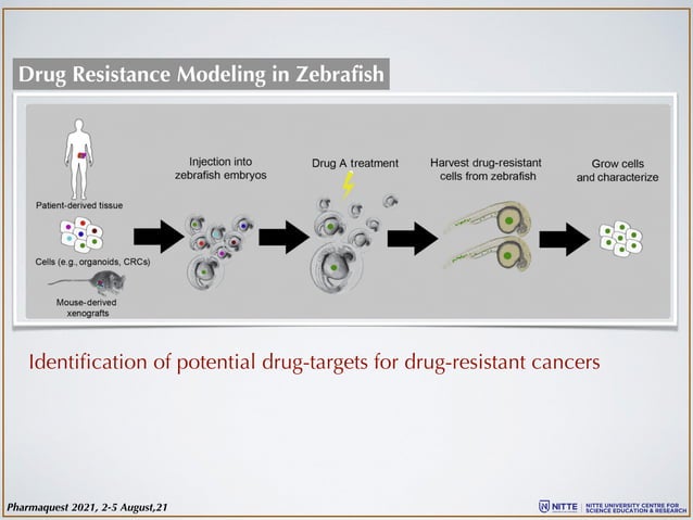 Zebrafish: an emerging model in preclinical research | PDF