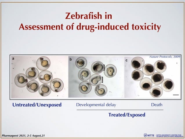 Zebrafish: an emerging model in preclinical research | PDF