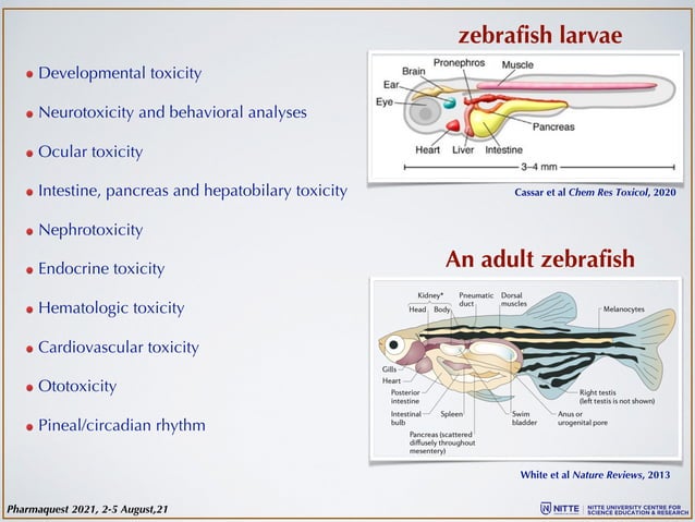 Zebrafish: an emerging model in preclinical research | PDF