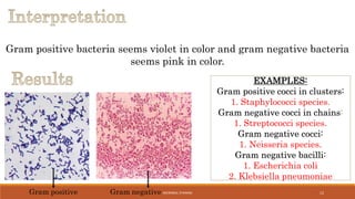 bacterial staining ppt | PDF