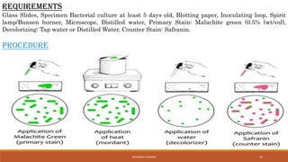 bacterial staining ppt | PDF