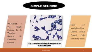 bacterial staining ppt | PDF