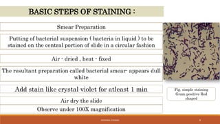 bacterial staining ppt | PDF