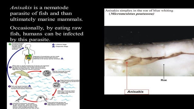 Anisakis Simplex | PDF