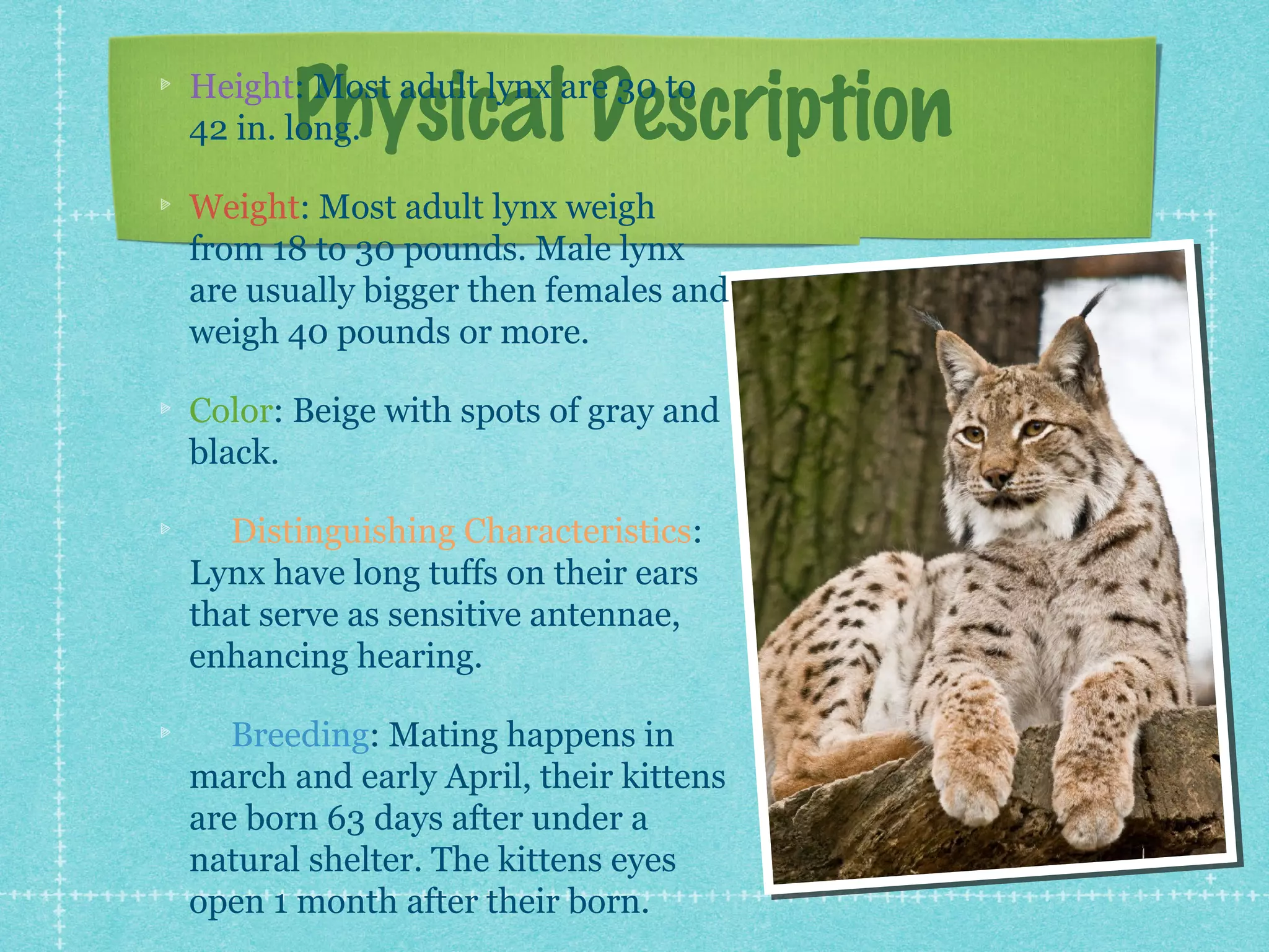 My Presentation About Lynx's | PPT