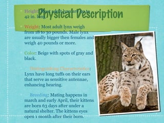 My Presentation About Lynx's | PPT