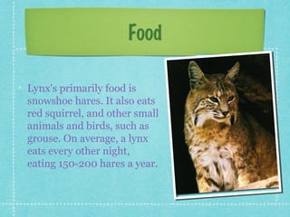 My Presentation About Lynx's | PPT