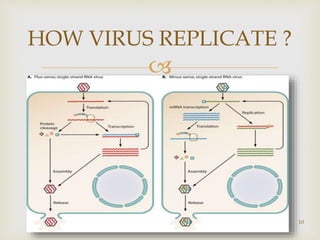 Antisense RNA technology | PPT