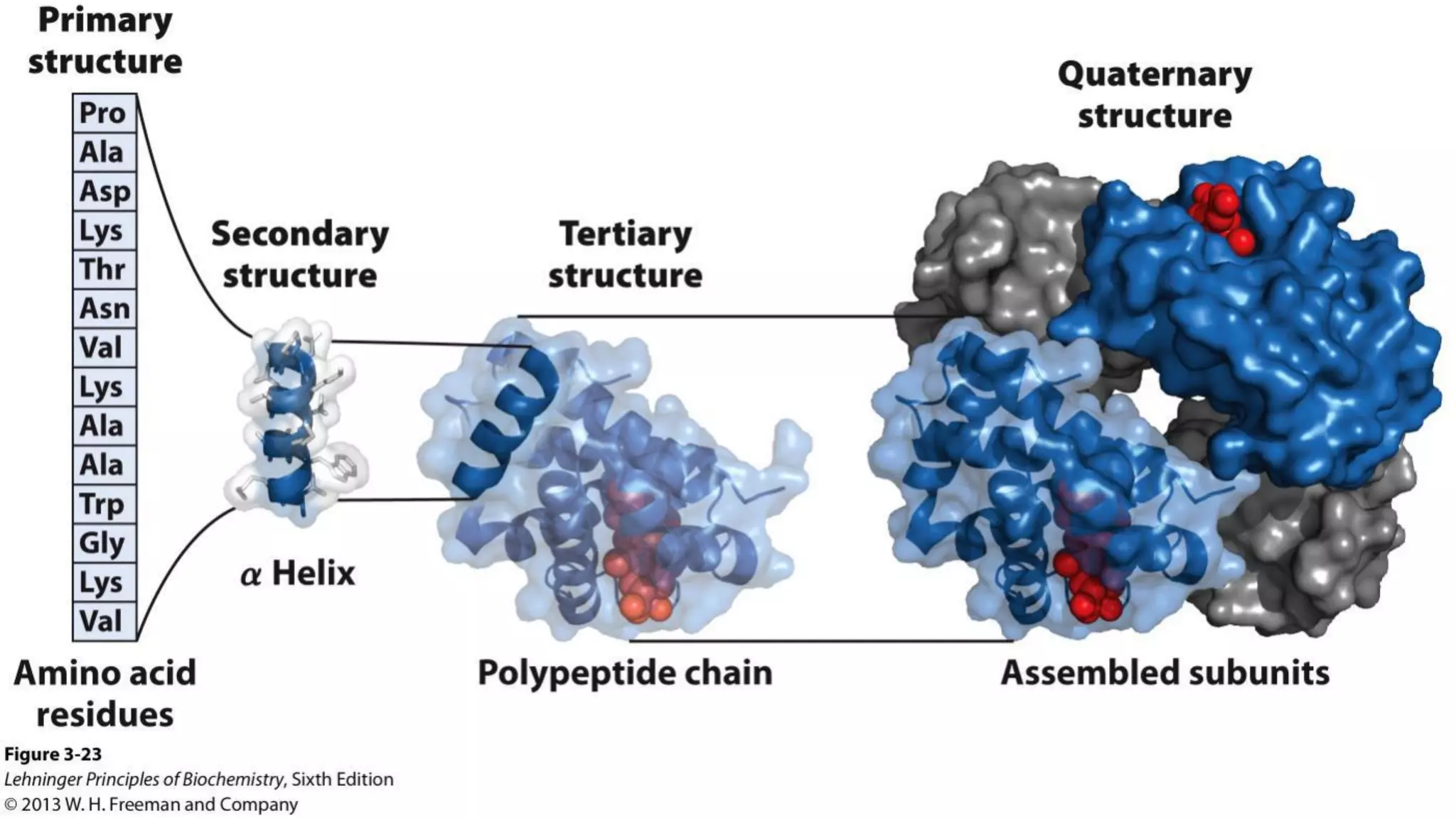 Protein Folding-biophysical and cellular aspects, protein denaturation | PDF