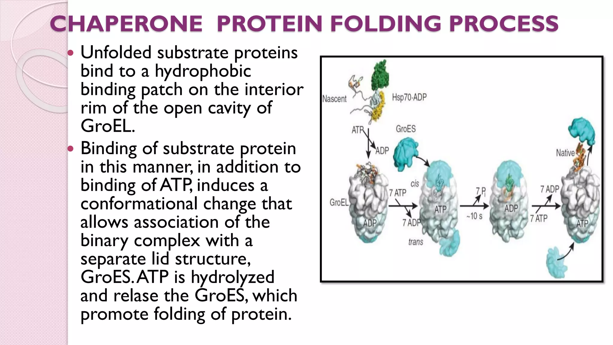 Protein Folding-biophysical and cellular aspects, protein denaturation | PDF
