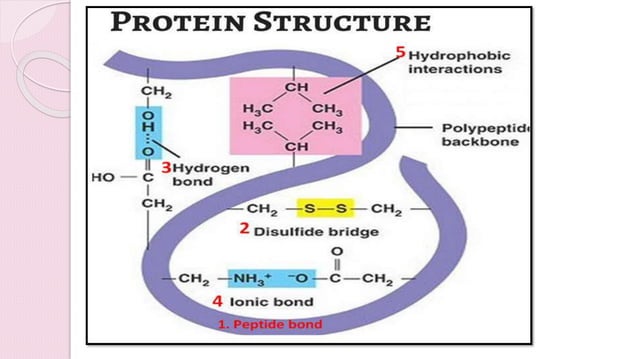 Protein Folding-biophysical and cellular aspects, protein denaturation | PDF | Chemistry | Science