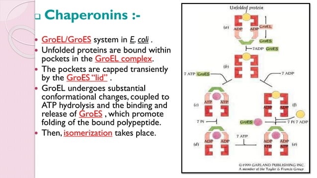 Protein Folding-biophysical and cellular aspects, protein denaturation | PDF | Chemistry | Science