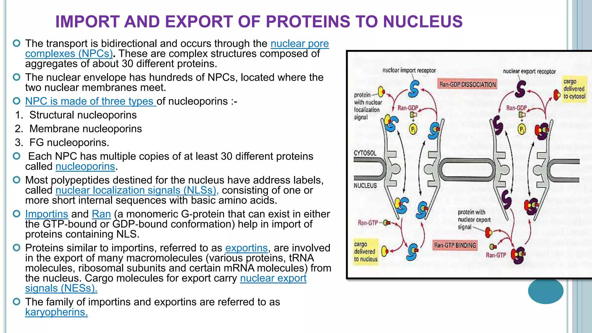 Protein Localization | PPTX