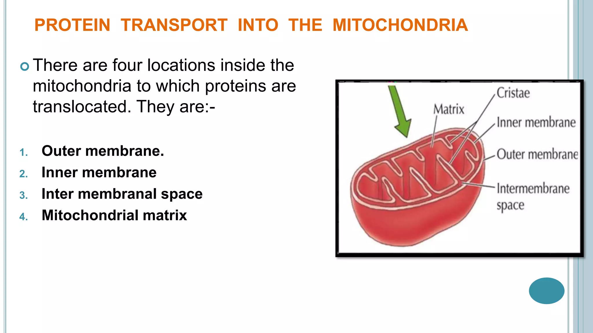 Protein Localization | PPTX