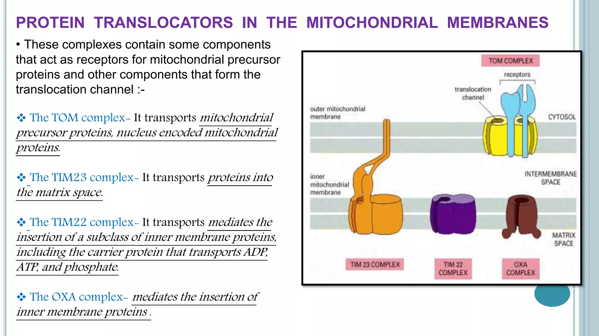 Protein Localization | PPTX
