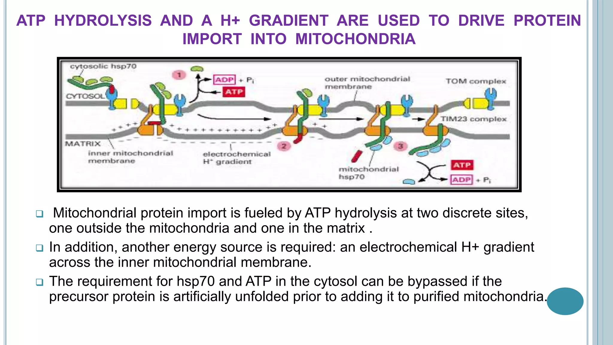 Protein Localization | PPTX
