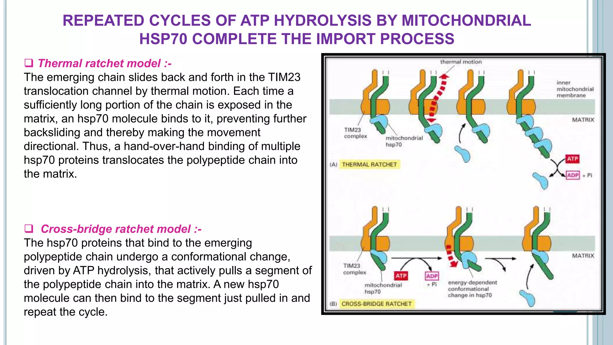 Protein Localization | PPTX