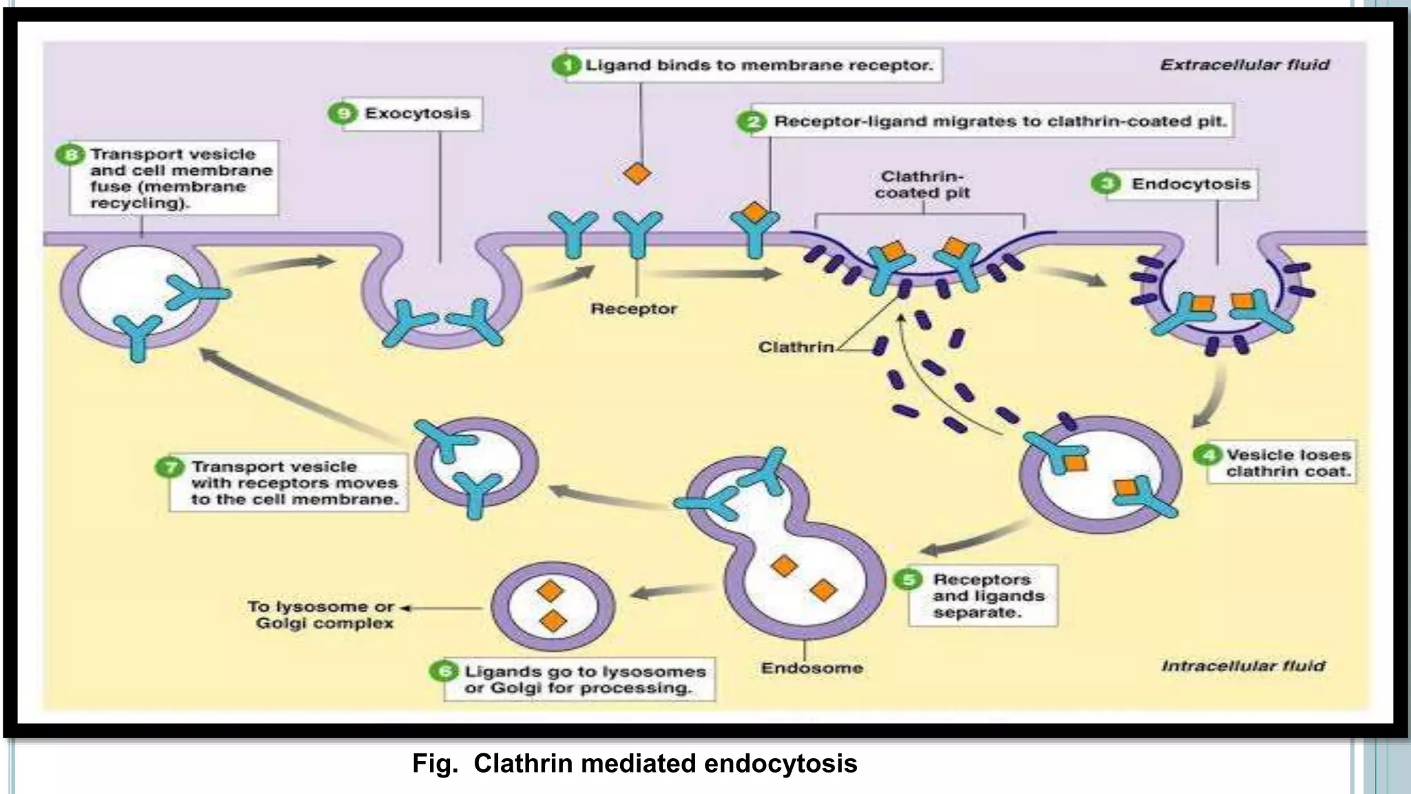 Protein Localization | PPTX