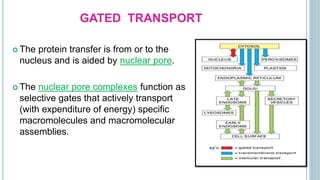 Protein Localization | PPTX