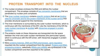 Protein Localization | PPTX