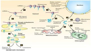 Protein Localization | PPTX