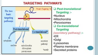 Mechanisms Regulating Protein Localization – MFICS