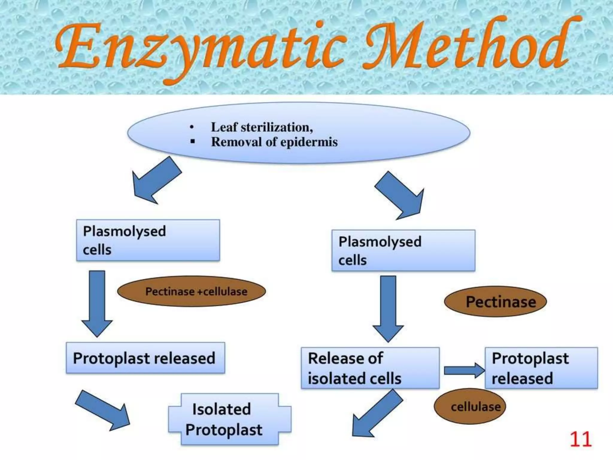 Protoplast isolation,culture & fusion | PPTX