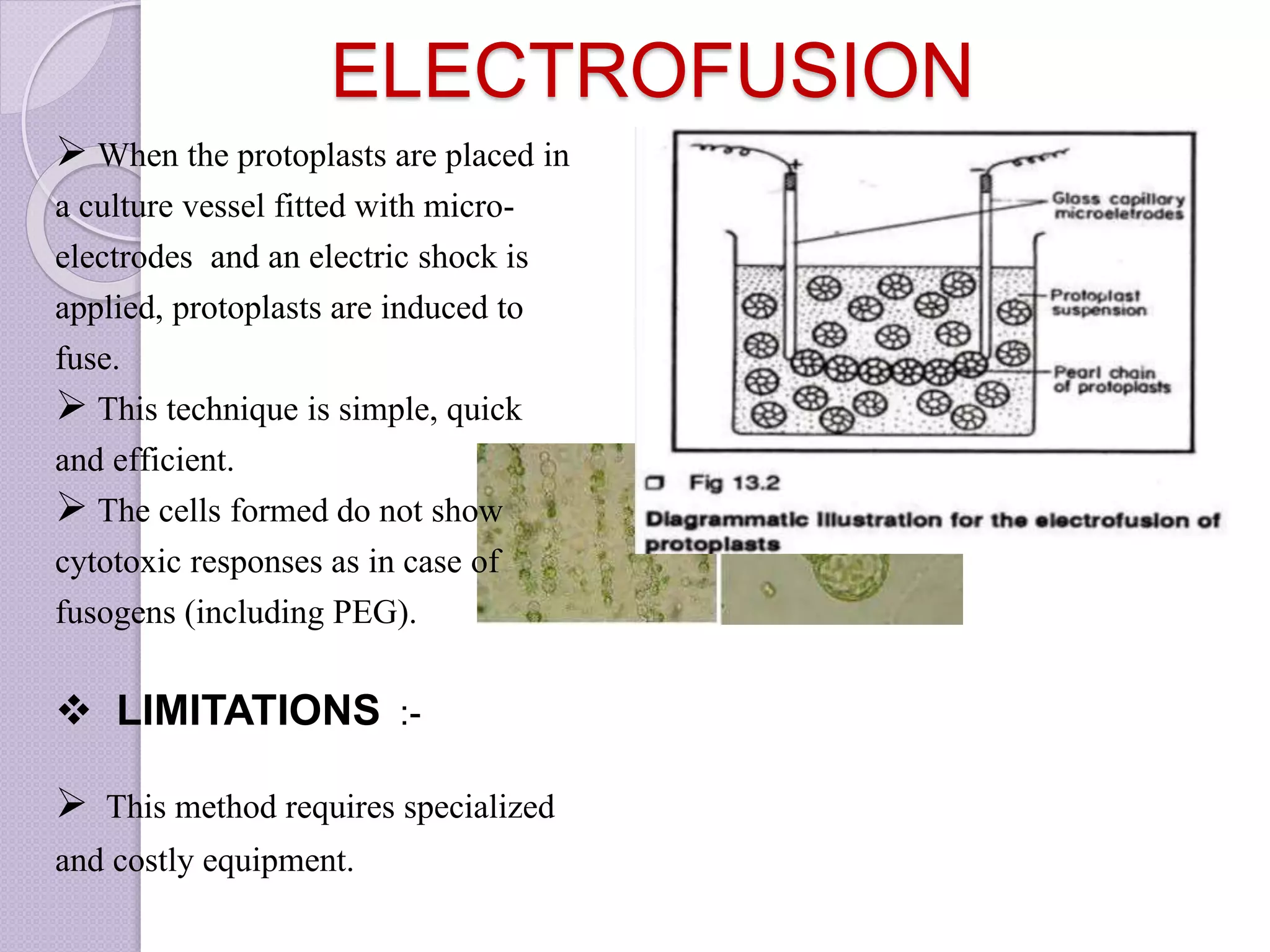 Protoplast isolation,culture & fusion | PPTX
