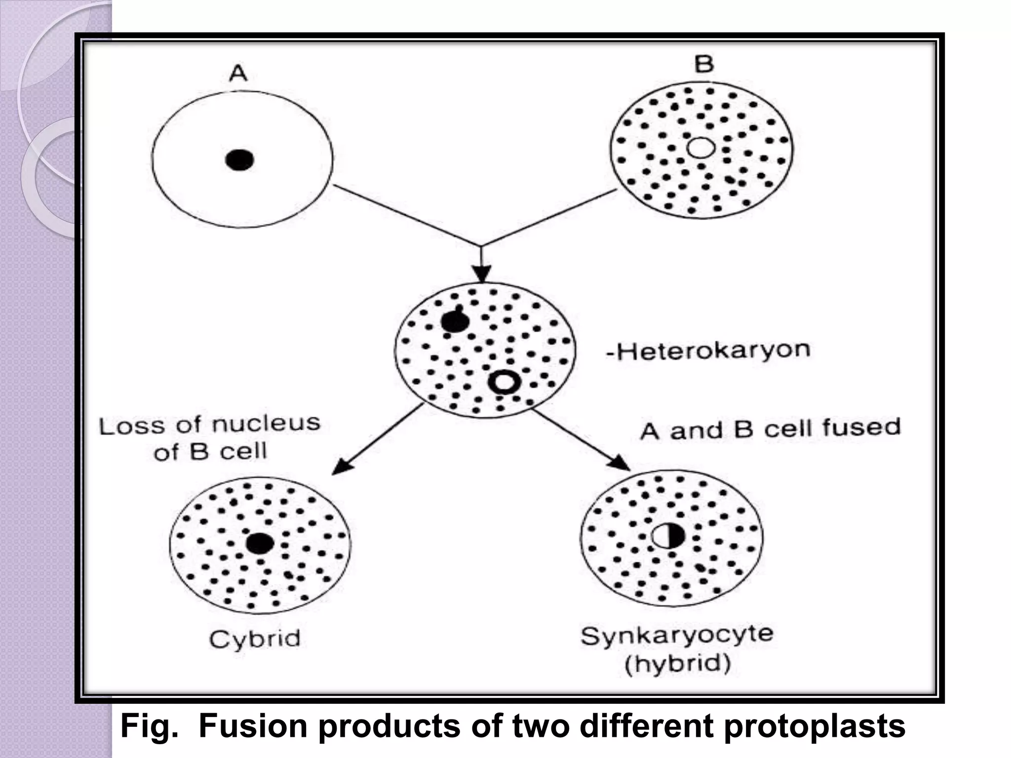 Protoplast isolation,culture & fusion | PPTX