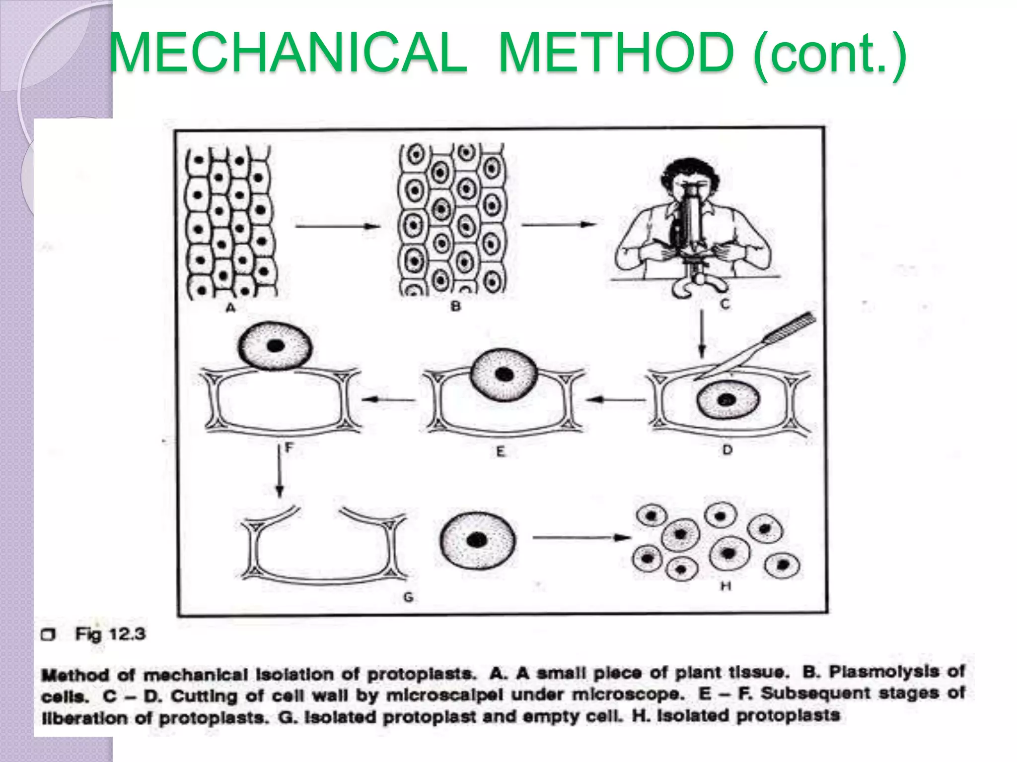 Protoplast isolation,culture & fusion | PPTX