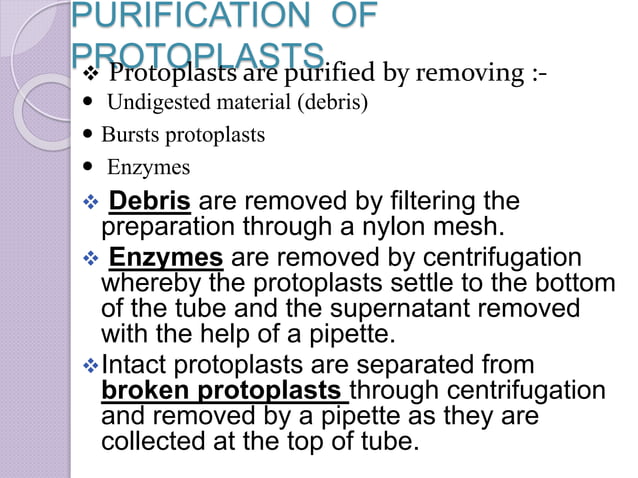 Protoplast isolation,culture & fusion | PPTX | Biological Sciences ...