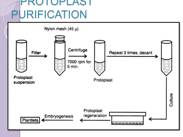 Protoplast isolation,culture & fusion | PPTX | Biological Sciences ...