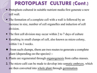Protoplast isolation,culture & fusion | PPTX