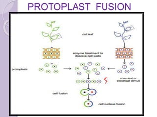 Protoplast isolation,culture & fusion | PPTX