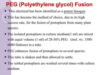 Protoplast isolation,culture & fusion | PPTX