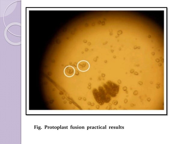 Protoplast isolation,culture & fusion | PPTX | Biological Sciences ...