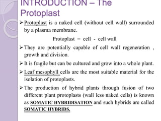 Protoplast isolation,culture & fusion | PPTX
