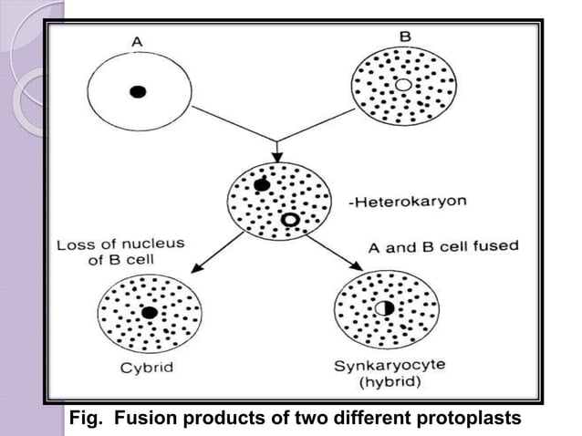 Protoplast isolation,culture & fusion | PPTX | Biological Sciences ...