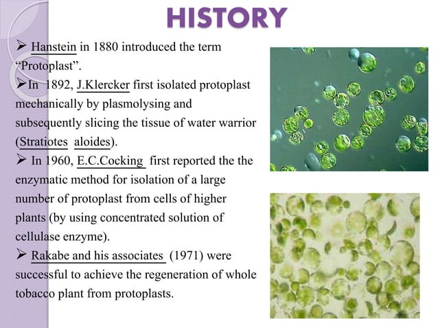 Protoplast isolation,culture & fusion | PPTX | Biological Sciences ...
