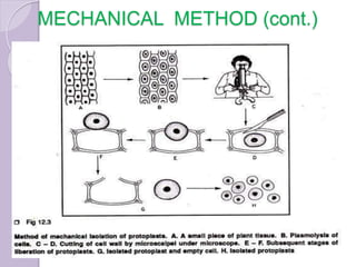 Protoplast isolation,culture & fusion | PPTX