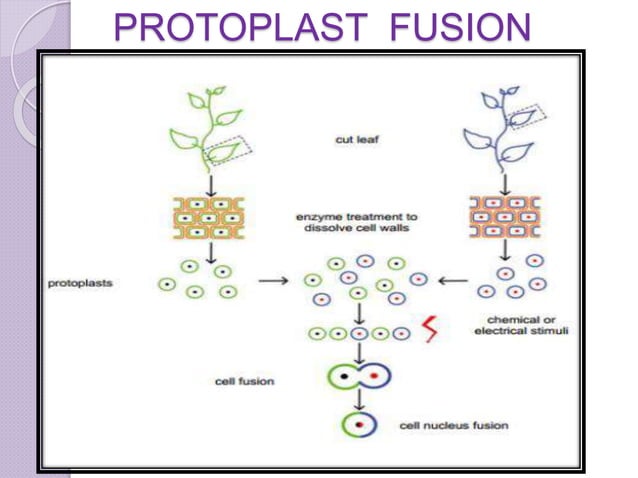 Protoplast isolation,culture & fusion