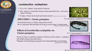 anisha_rout_probiotics[1].pptx | Fish and Aquariums | Pets
