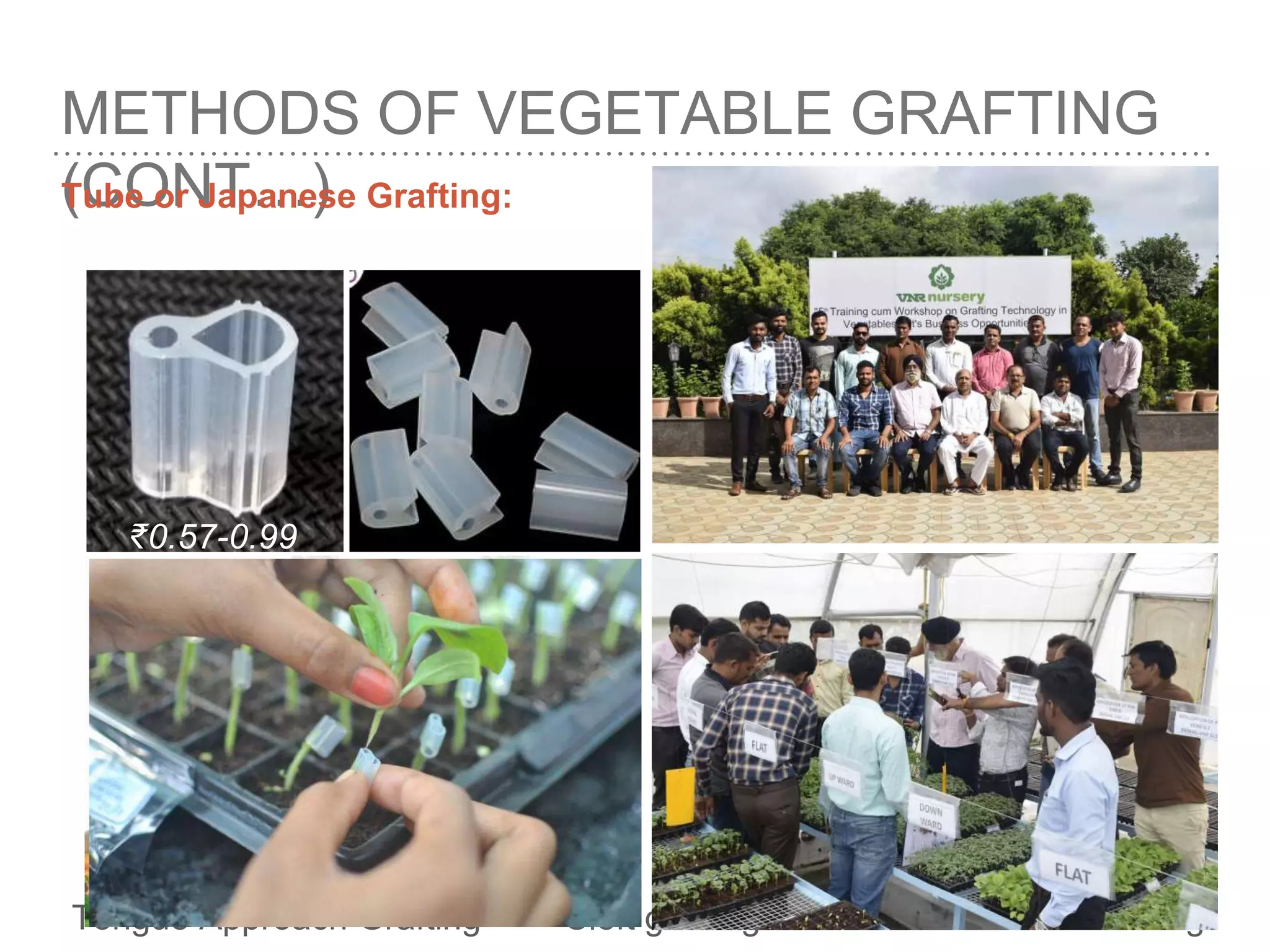 Grafting in Vegetable Crops | PPTX
